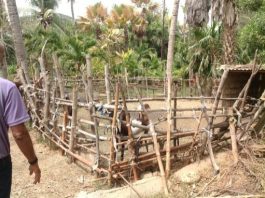 My Visit to the Pasha Farm - Home Love Lifestyle