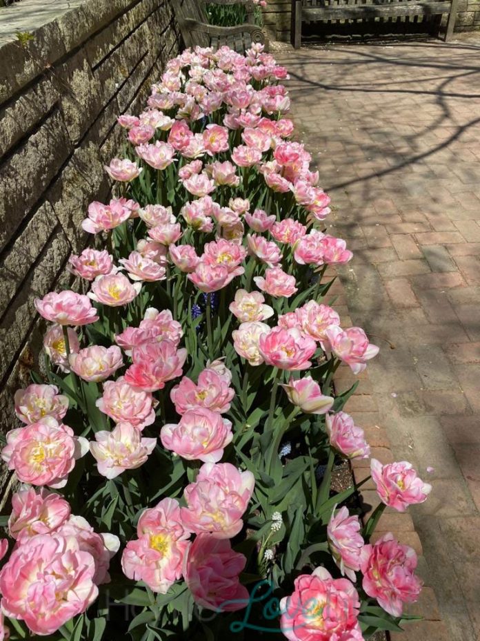 Chicago Botanic Gardens: Ablaze with Spring Colours - Home Love Lifestyle