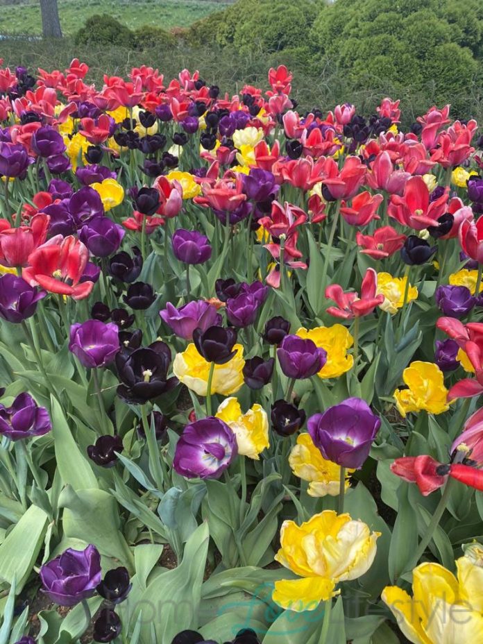 Chicago Botanic Gardens: Ablaze with Spring Colours - Home Love Lifestyle