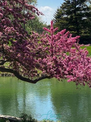 Chicago Botanic Gardens: Ablaze with Spring Colours - Home Love Lifestyle