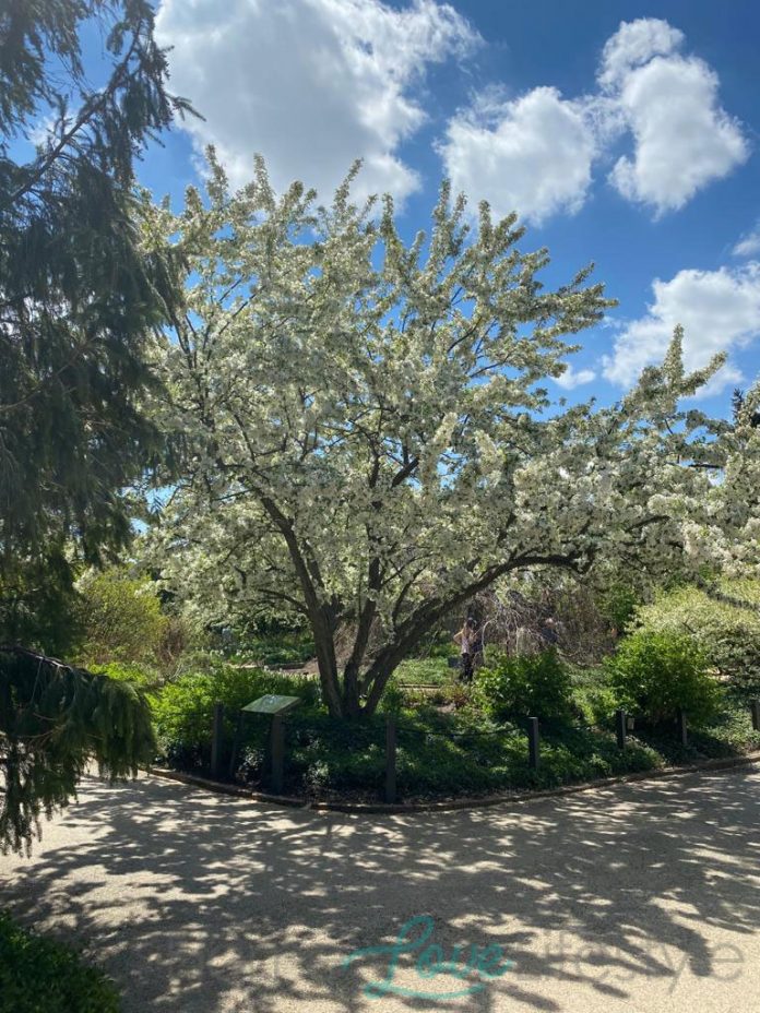 Chicago Botanic Gardens: Ablaze with Spring Colours - Home Love Lifestyle