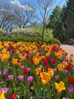 Chicago Botanic Gardens: Ablaze with Spring Colours - Home Love Lifestyle
