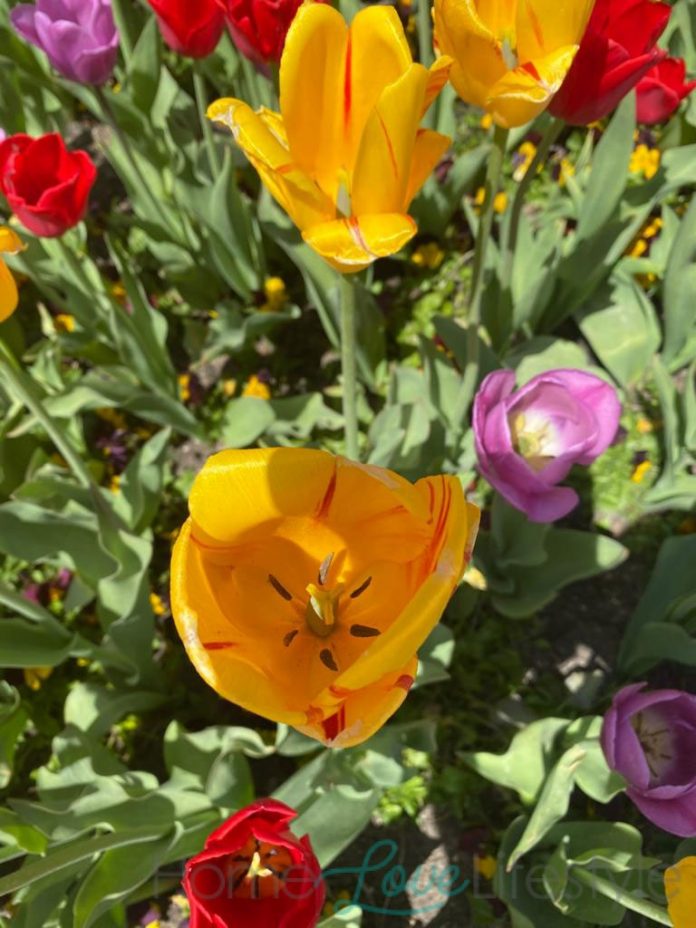 Chicago Botanic Gardens: Ablaze with Spring Colours - Home Love Lifestyle