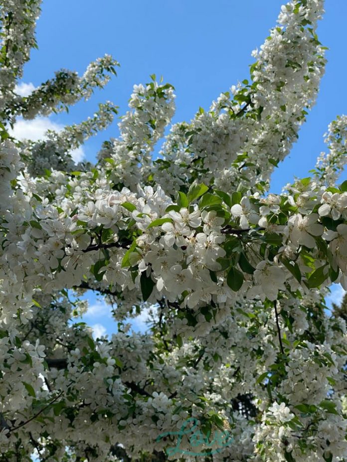 Chicago Botanic Gardens: Ablaze with Spring Colours - Home Love Lifestyle